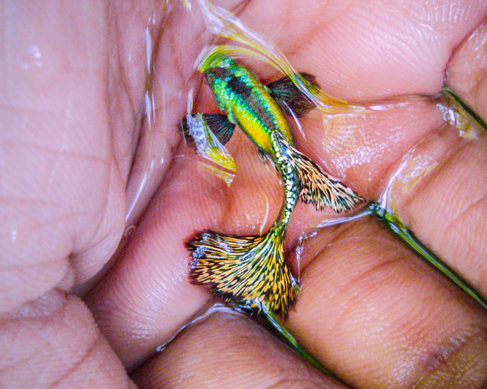 Daulis Aquatica Main